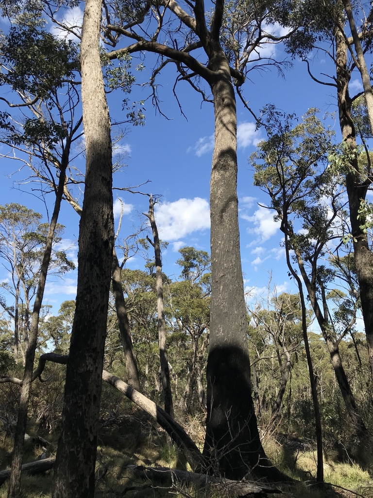 Eucalyptus victoriana from Grampians VIC 3314, Australia on April 16 ...