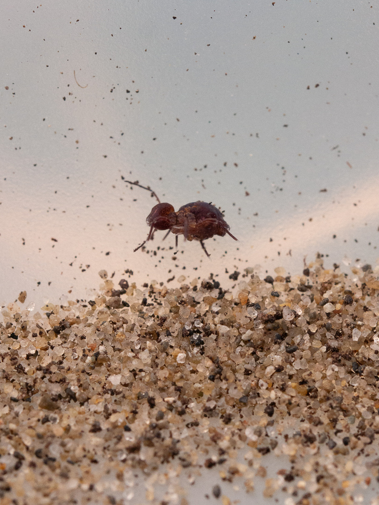 Globular Springtails from Woodend Beach 7691, New Zealand on August 22 ...