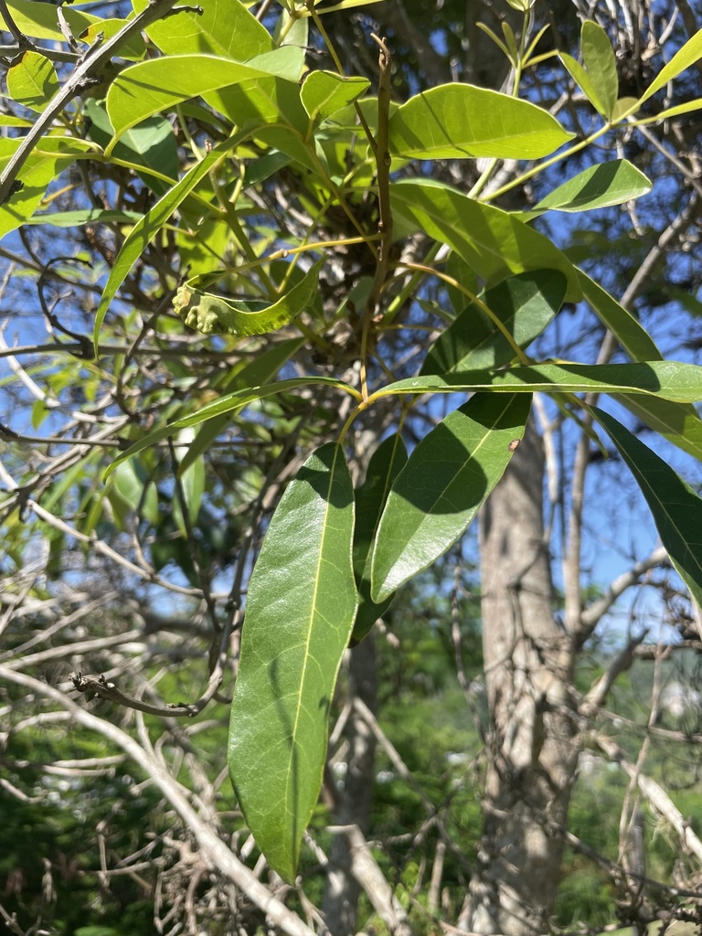 Pink Trumpet-tree from Puerto Rico, Ciales, Puerto Rico, US on August ...