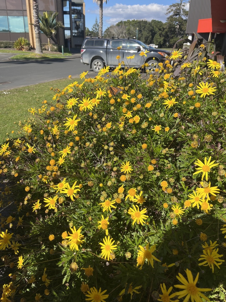 True-eye Daisies from North Island, Orewa, Auckland, NZ on August 25 ...