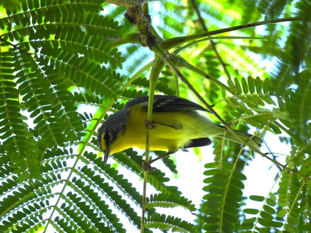 Adelaide's Warbler from Hato Viejo, Ciales 00638, Puerto Rico on August ...