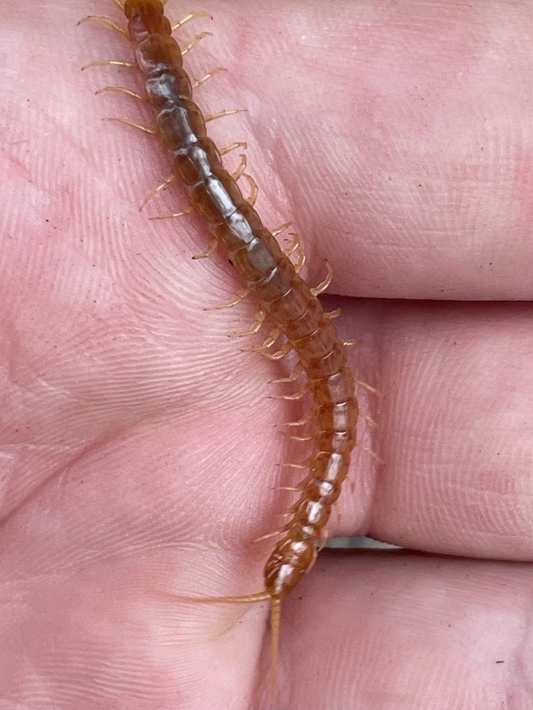 Western Fire Centipede from George Washington Park, Pacific Grove, CA ...