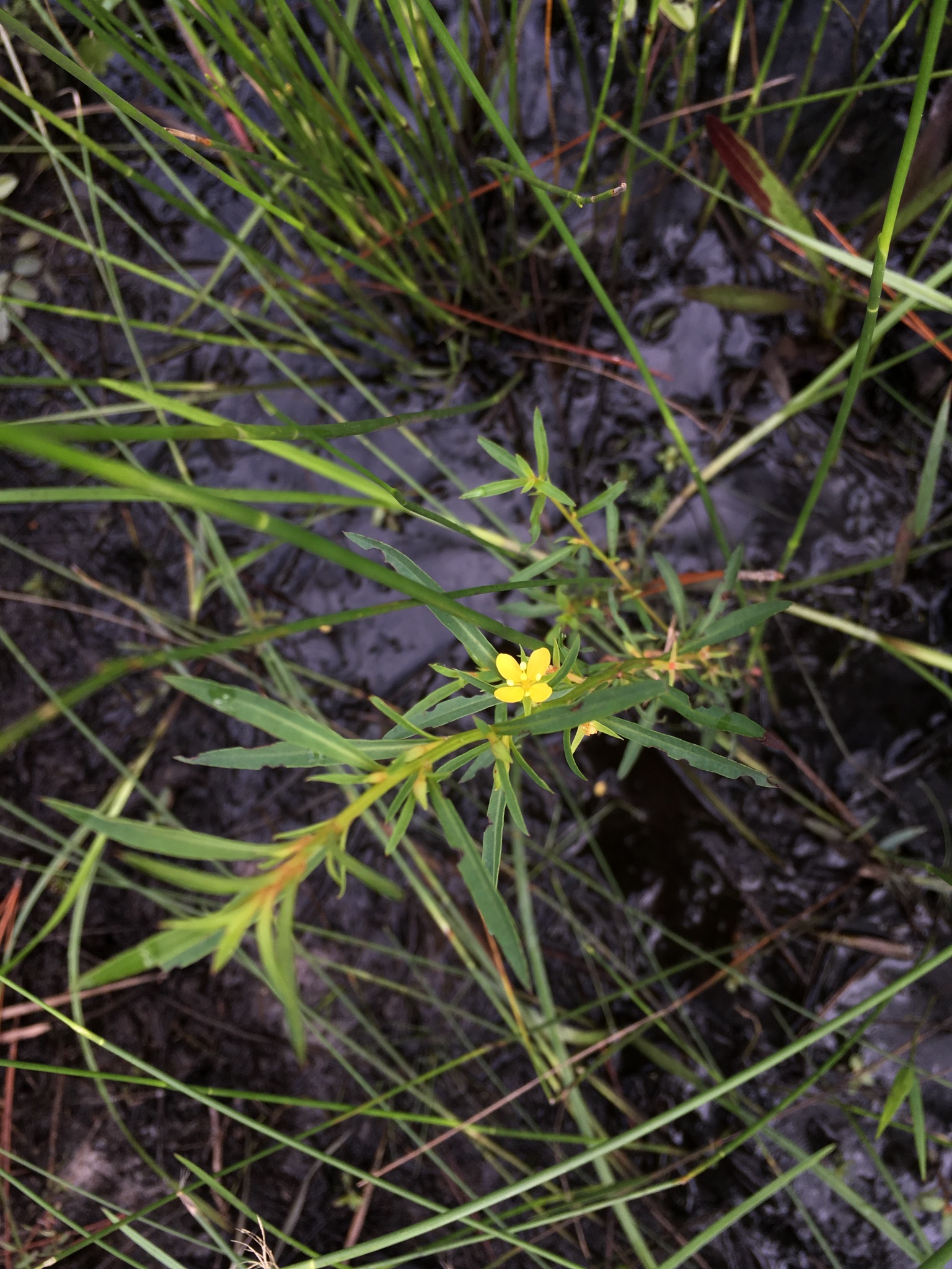 Ludwigia linifolia Poir.