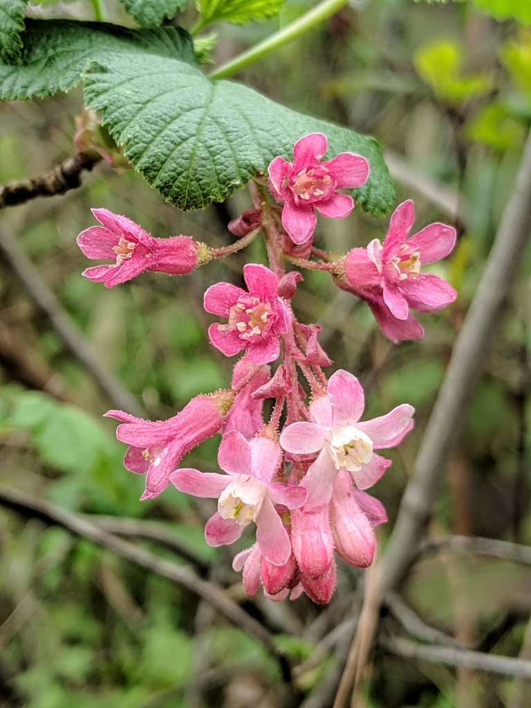 Red-flowering Currant from 2468 Newport Ave, Cambria, CA 93428, USA on ...