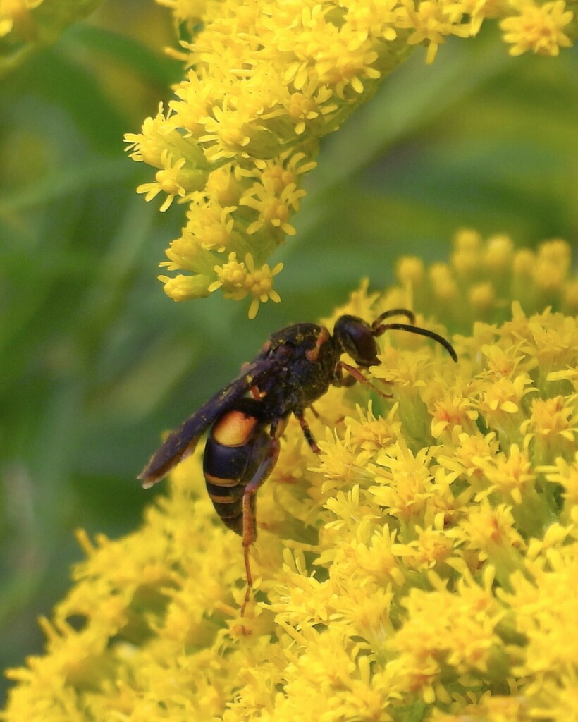 Nysson plagiatus from Cliffside, Toronto, ON, Canada on August 24, 2023 ...