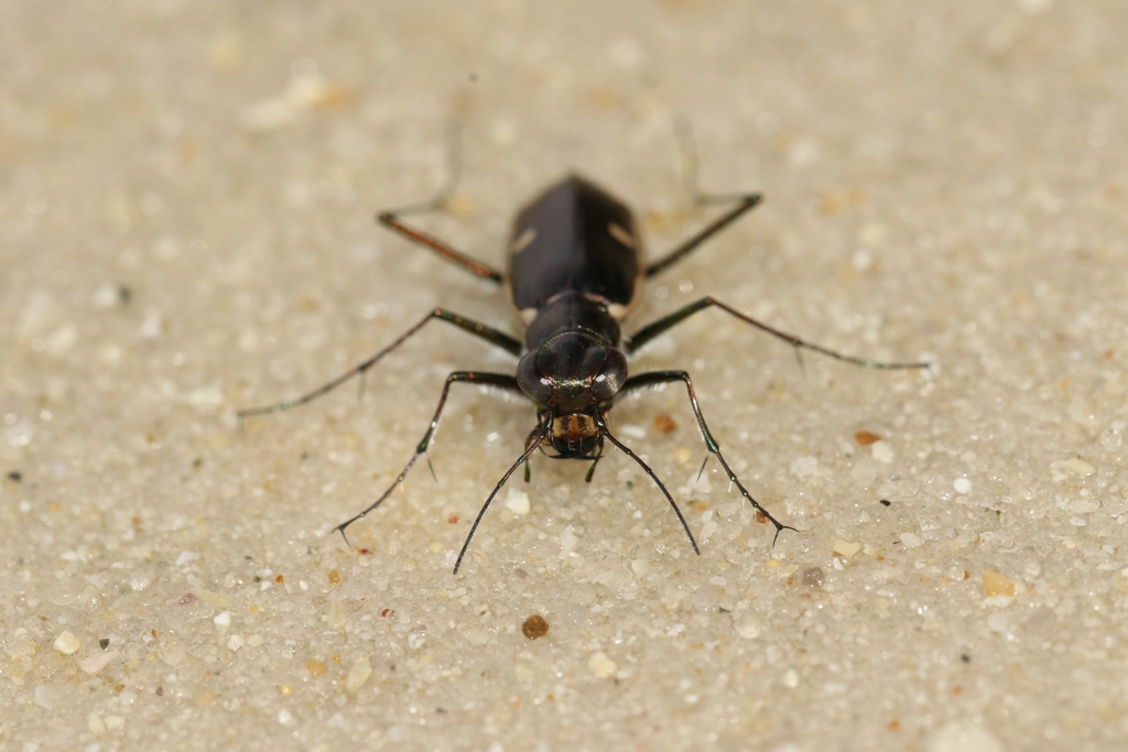 Hypaetha biramosa from Phuket on July 6, 2023 at 11:28 AM by Chaym ...