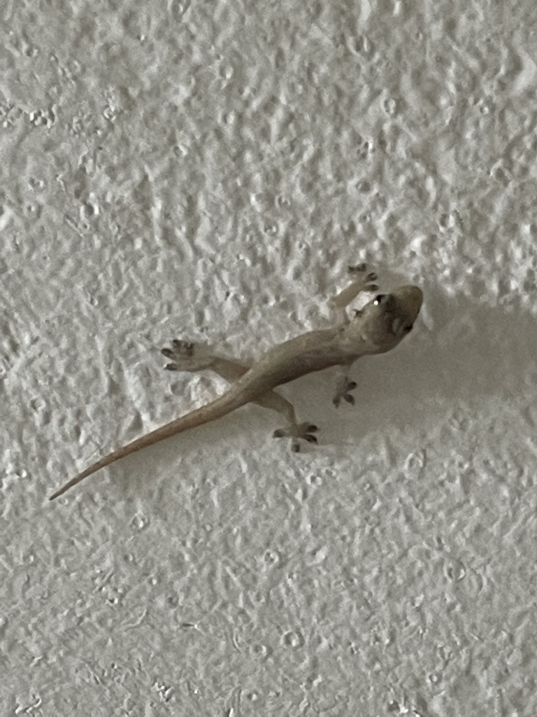 Asian House Gecko from Tobago, Trinidad and Tobago, TT on August 24 ...