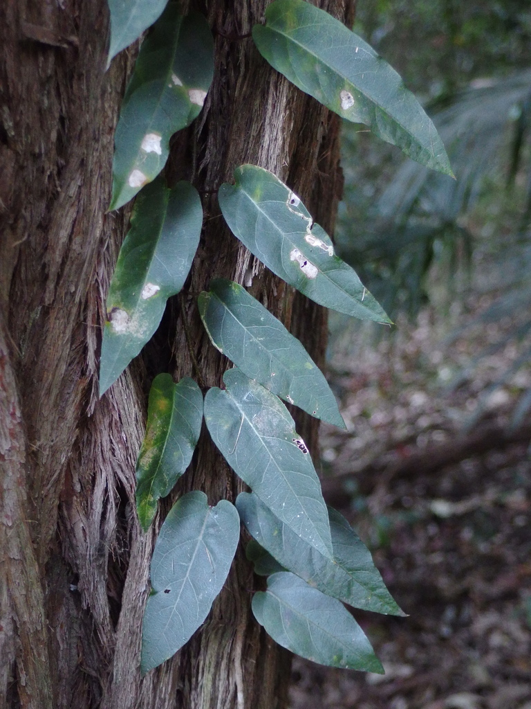 Common Silkpod from Central Coast NSW, Australia on August 24, 2023 at 05:00 PM by Patricia ...
