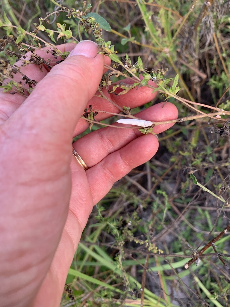 Genista's Giant Scale Insect from Boynton Beach, FL, US on August 21 ...