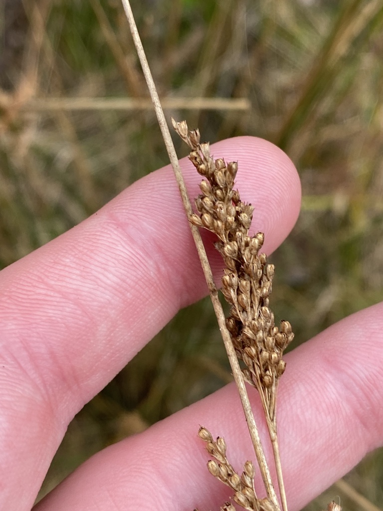 Juncus flavidus from Tidbinbilla Nature Reserve, Paddys River, ACT, AU ...