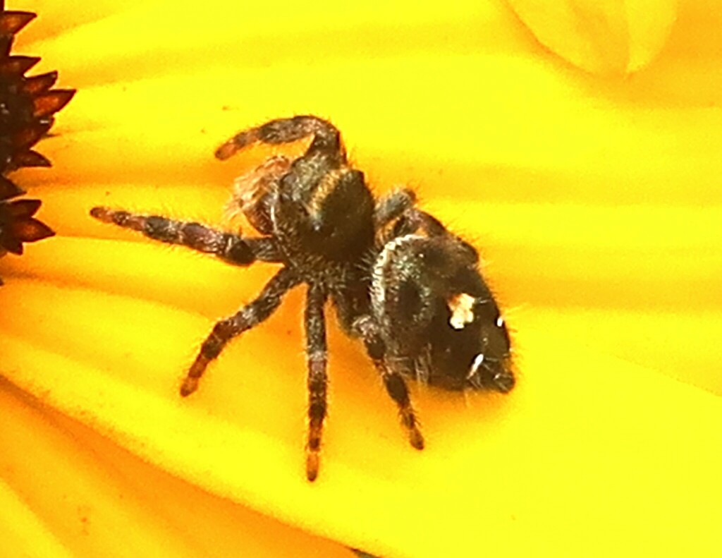 Bold Jumping Spider from St. Catharines, ON, Canada on August 24, 2023 ...