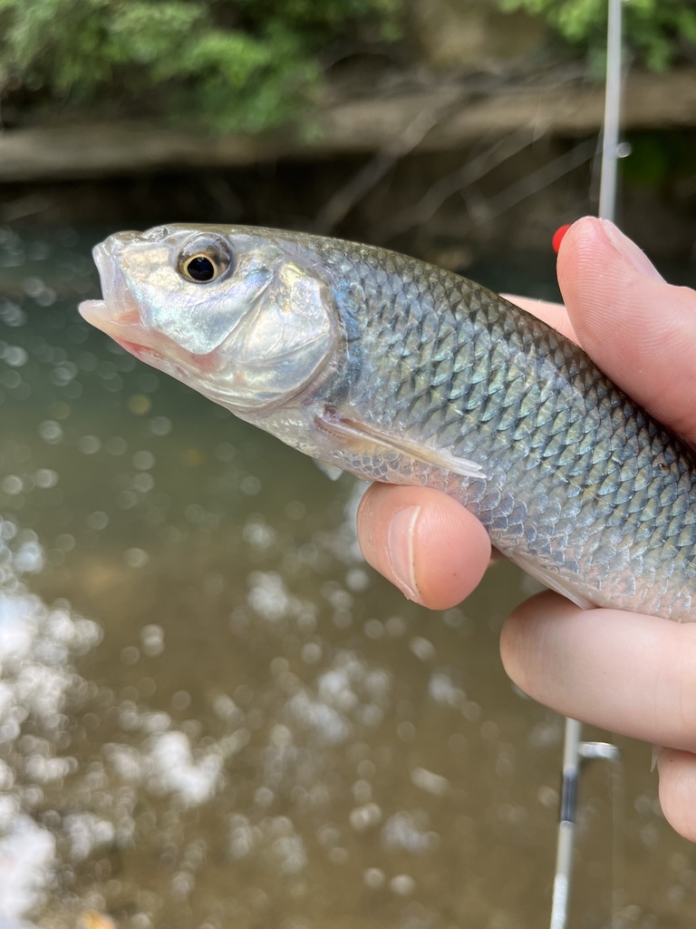 Fallfish from Little Patuxent River, Columbia, MD, US on August 24 ...