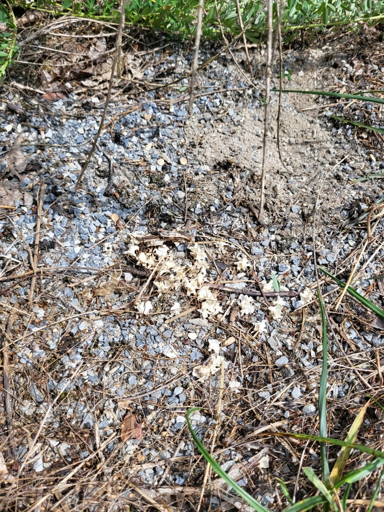 Northern Black Racer in August 2023 by Danica. Assumed hit by mower ...