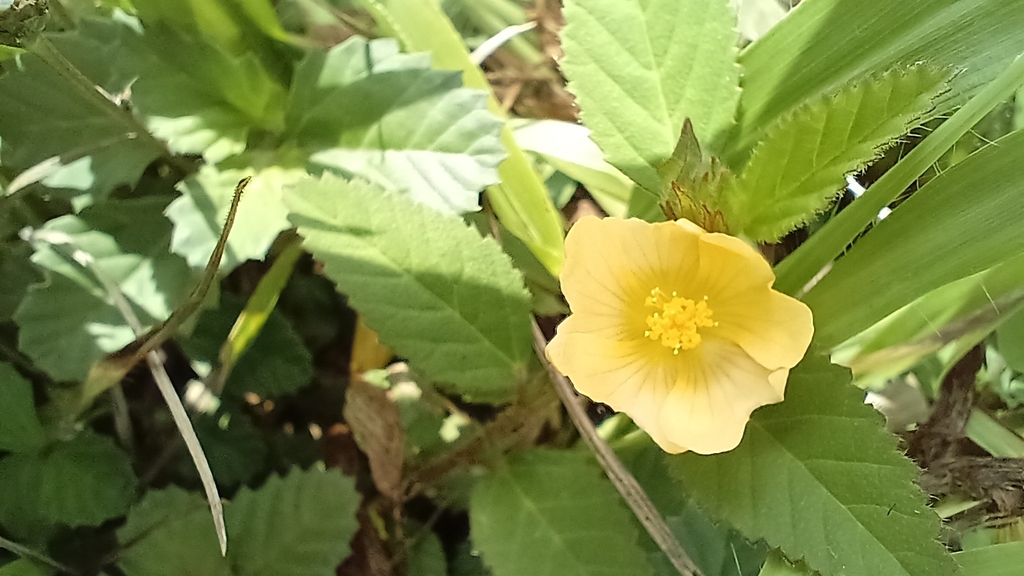 flannel weed from Dos Botellas on August 24, 2023 at 10:59 AM by ...