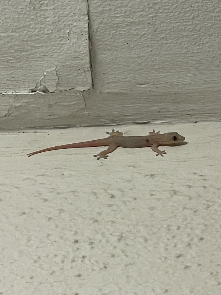 Asian House Gecko from Tobago, Trinidad and Tobago, TT on August 24 ...