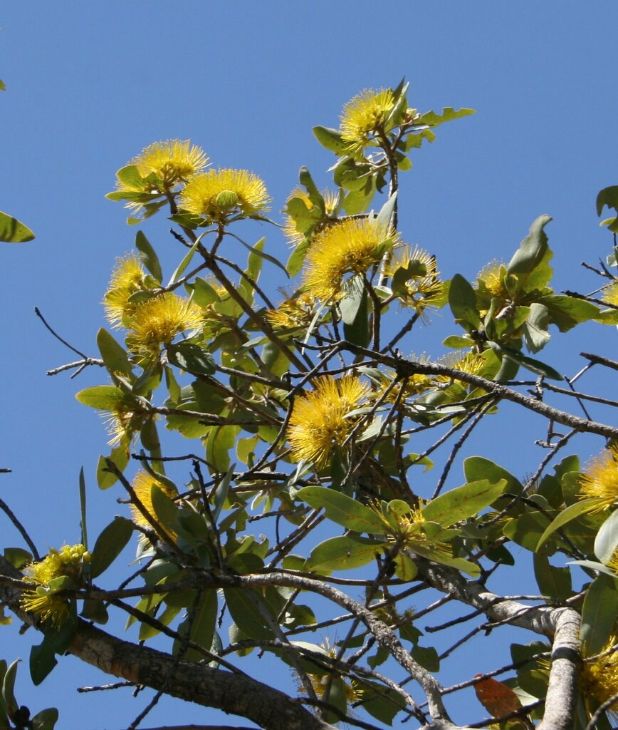 Xanthostemon paradoxus from Durack WA 6743, Australia on April 28, 2008 ...