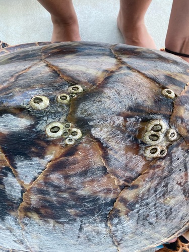 Chelonibia caretta · NaturaLista Colombia