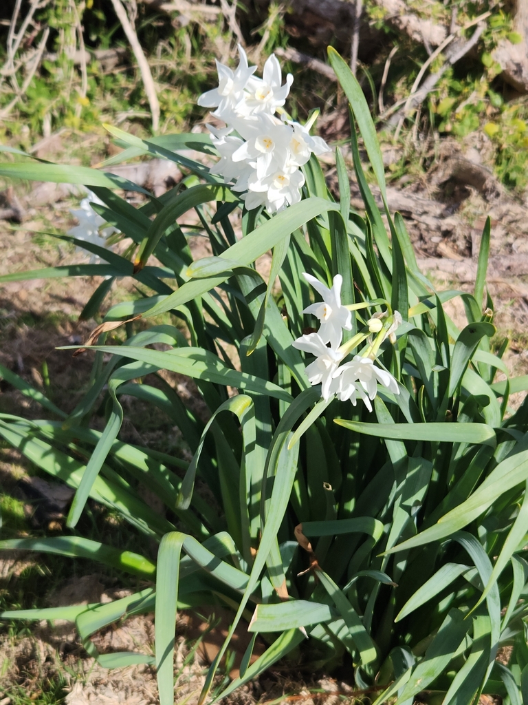 Paperwhite from Port Sorell TAS 7307, Australia on August 25, 2023 at ...