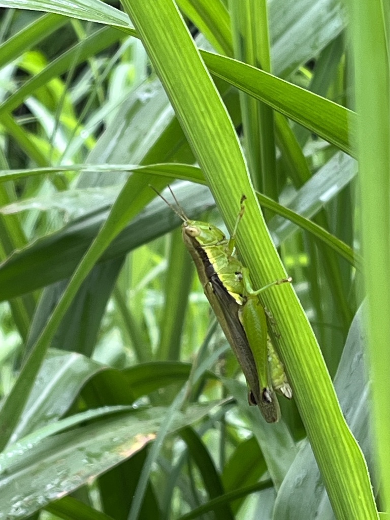 Oxya intricata from 亀津, 大島郡徳之島町, 鹿児島県, JP on August 25, 2023 at 11:00 ...