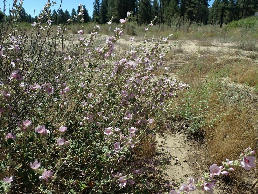 splendid bushmallow from Riverside County, CA, USA on August 23, 2023 ...