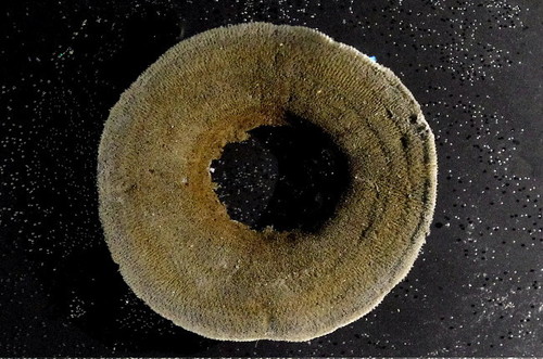 Alcyonidium disciforme · iNaturalist