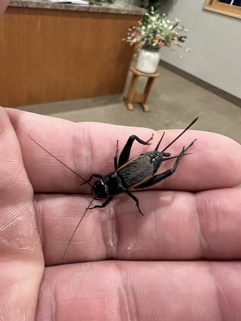 Fall Field Cricket in August 2023 by Brady O'Brien · iNaturalist