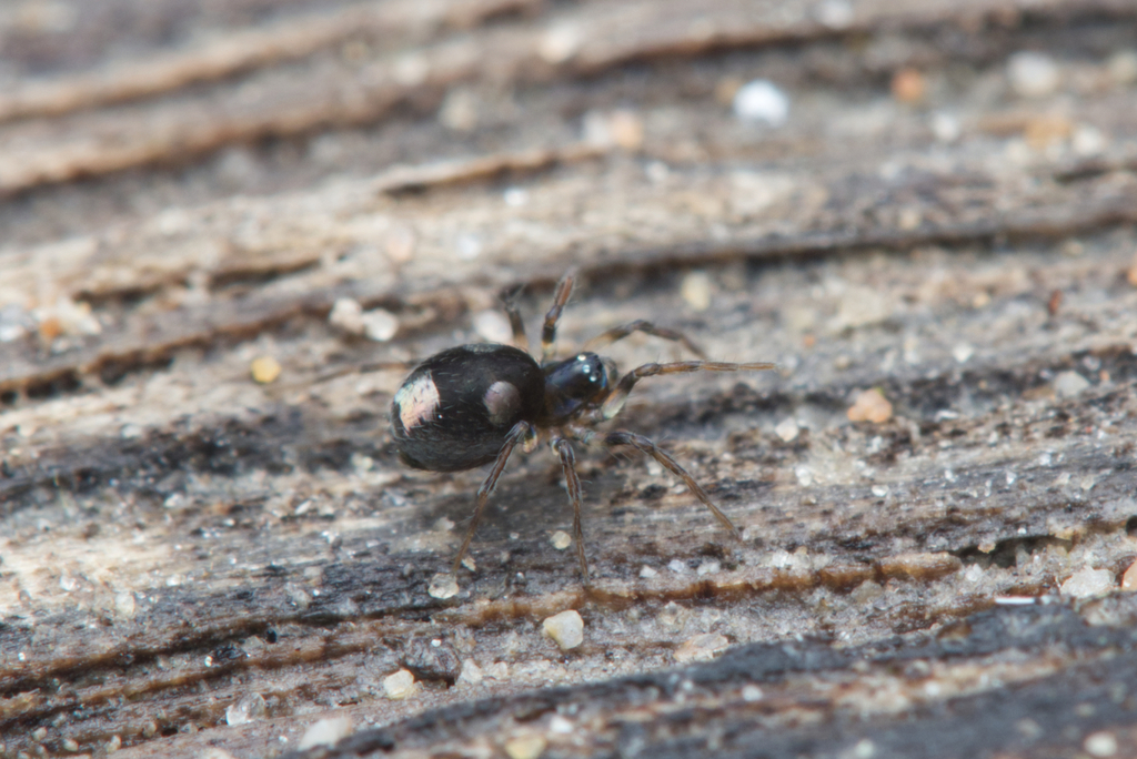 Scotospilus from Talegalla Weir QLD 4650, Australia on August 24, 2023 ...
