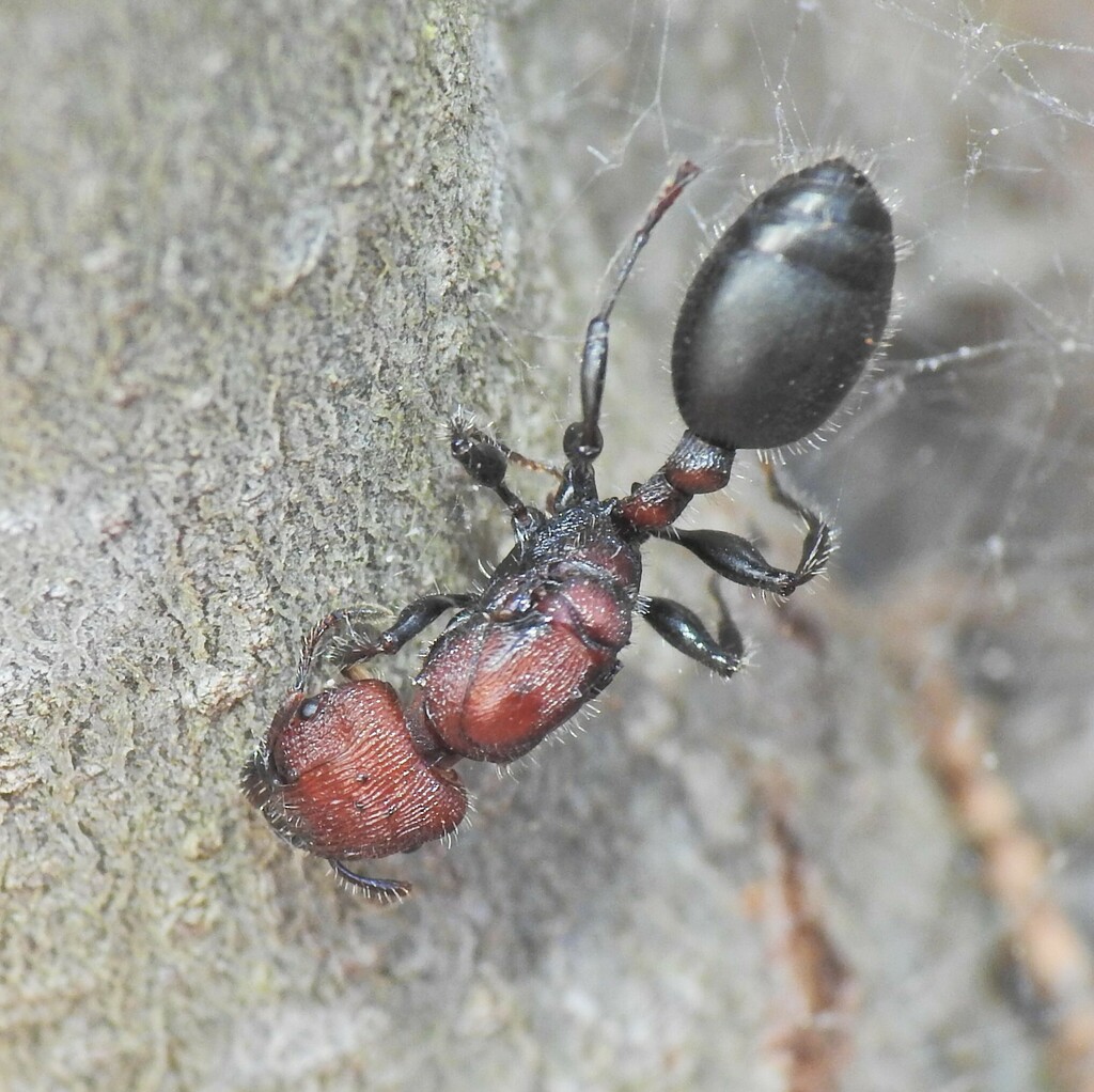 Podomyrma micans from Talegalla Weir QLD 4650, Australia on August 25 ...