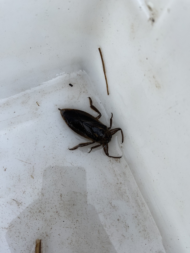 American Giant Water Bug from Silver Bay, MN, US on August 16, 2023 at ...