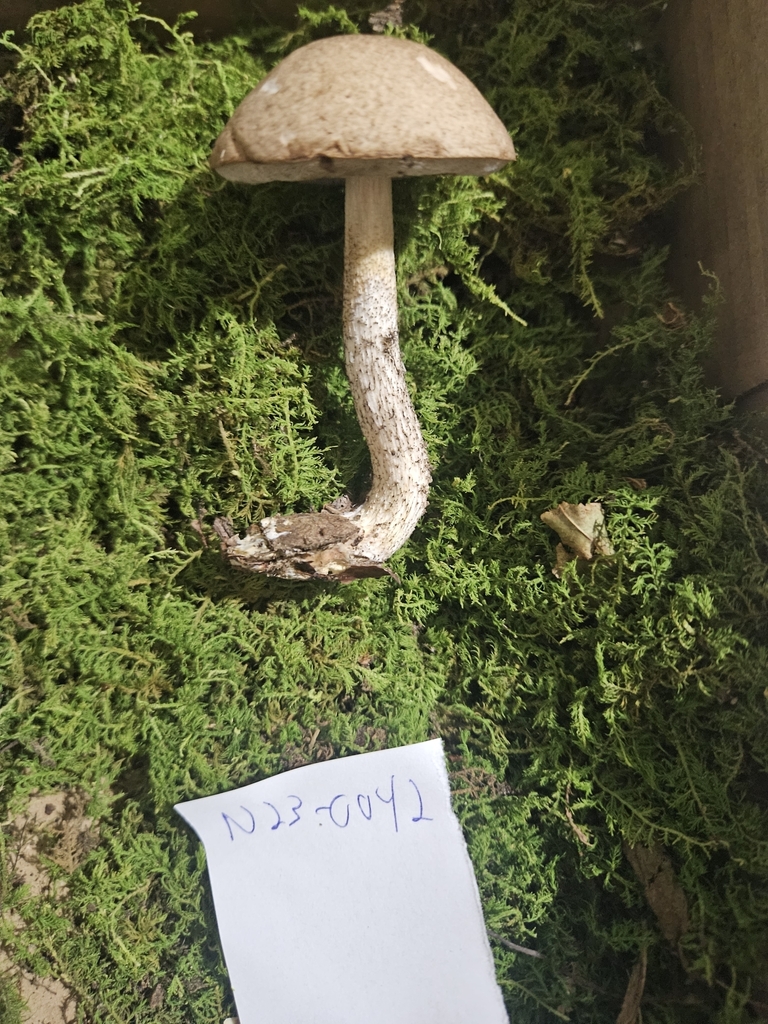 Leccinum from Laurel Park, NC 28739, USA on August 24, 2023 at 10:32 PM ...