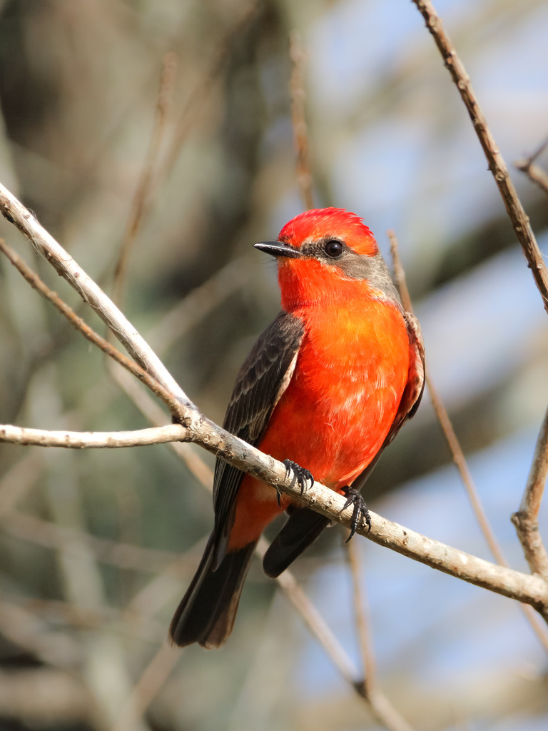 Vermilion Flycatcher in March 2023 by Alexander DeBear. Rare find ...