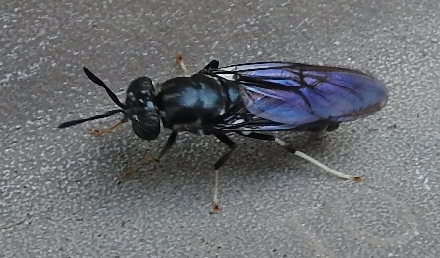 Black Soldier Fly from Montgomery County, MD, USA on August 24, 2023 at ...