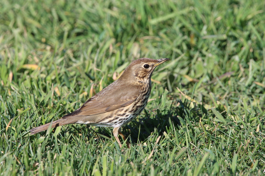 Western European Song Thrush from Ferrymead, Christchurch, New Zealand ...