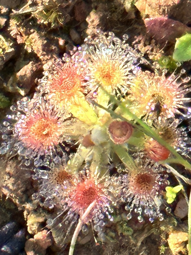 Drosera from Paruna Sanctuary, Gidgegannup, WA, AU on August 25, 2023 ...