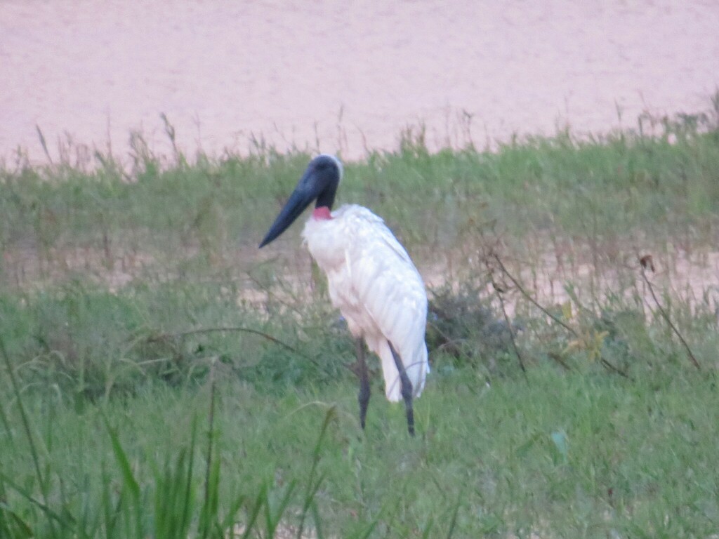 Jabiru from wetlands east of Tepetitan, Tabasco, Mexico on July 24 ...