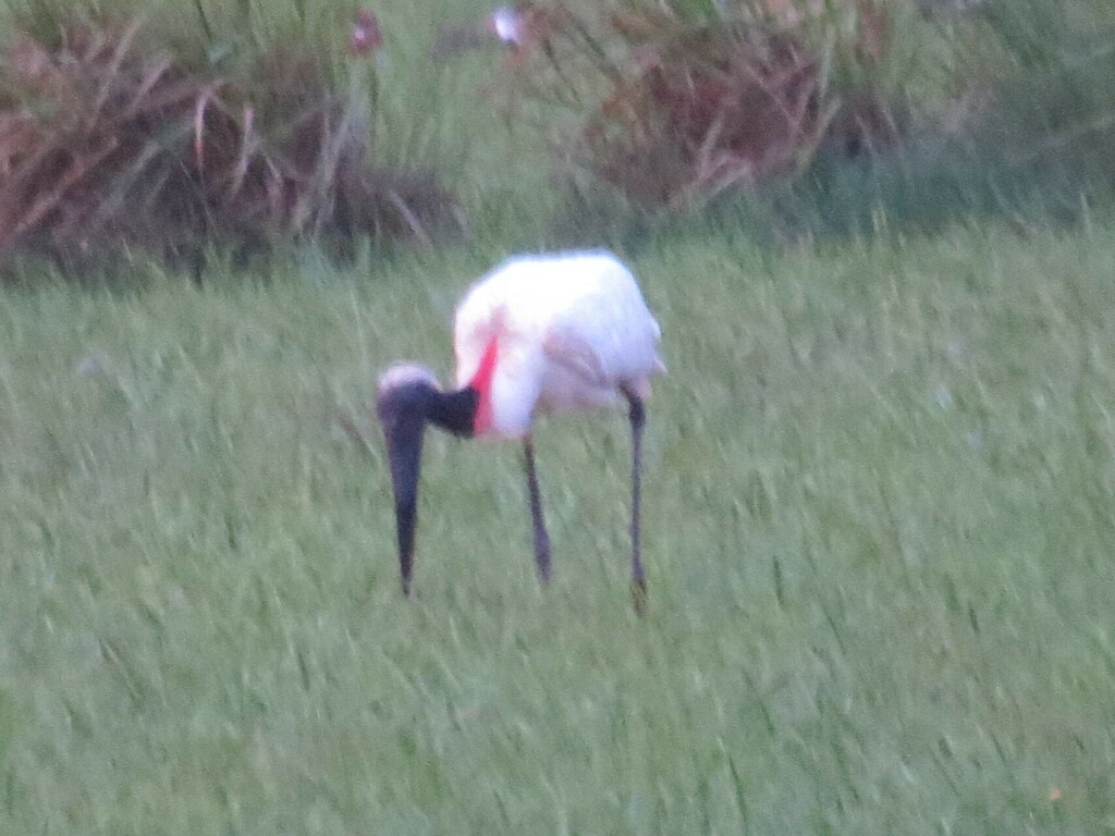 Jabiru from wetlands east of Tepetitan, Tabasco, Mexico on July 24 ...