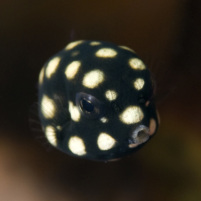 Juvenile Spotted Trunkfish