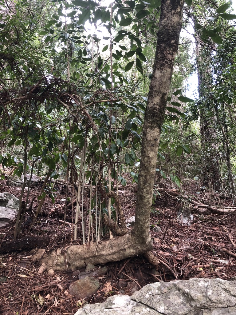 whalebone tree from Bunya Mountains National Park, Bunya Mountains, QLD ...