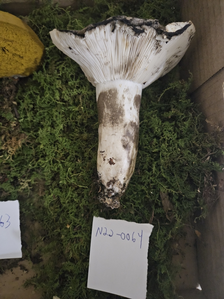 Blackening Russula from Laurel Park, NC 28739, USA on August 24, 2023 ...