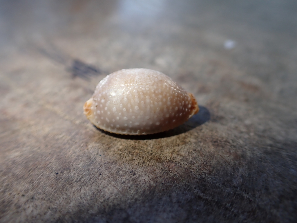 grape cowrie from Tulamben, Kubu, Karangasem Regency, Bali, Indonesia ...