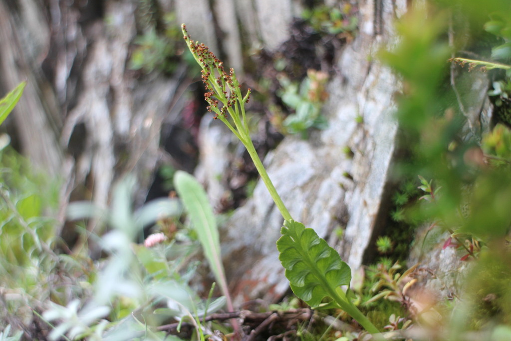common moonwort in August 2023 by 羅元甫 · iNaturalist