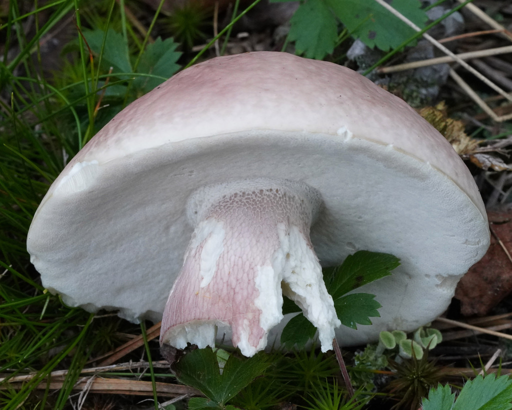 lilac bolete from Hannacroix, NY, USA on August 24, 2023 at 11:08 AM by ...