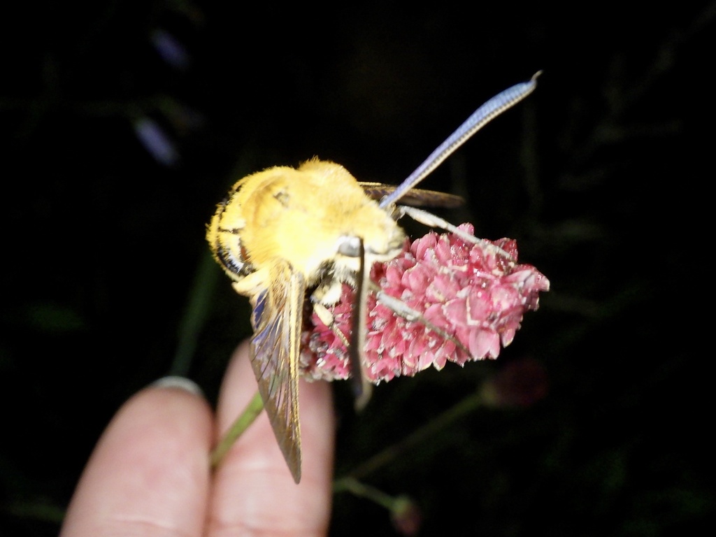 Hemaris radians in August 2023 by りなべる · iNaturalist
