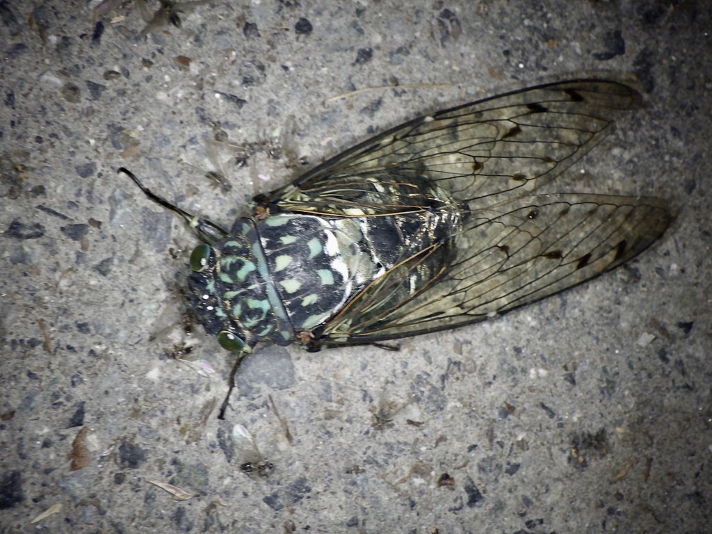 Robust Cicada from 大山隠岐国立公園, 西伯郡大山町, 鳥取県, JP on August 20, 2023 at 02: ...