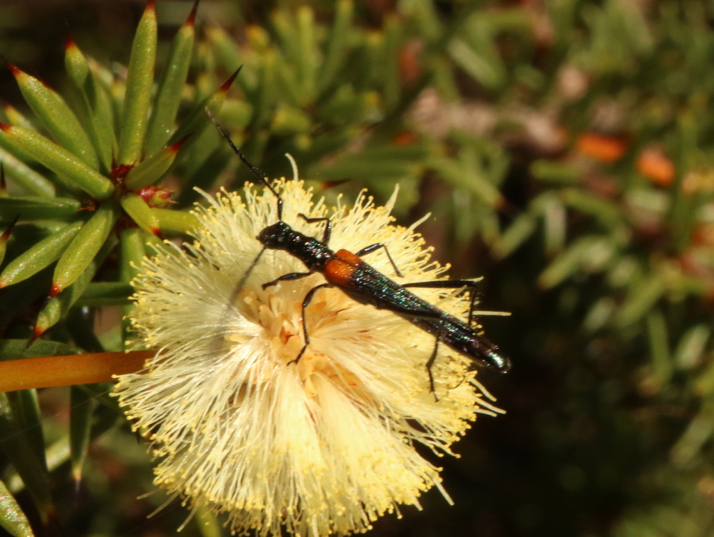 Oroderes humeralis from North Wahroonga NSW 2076, Australia on August ...