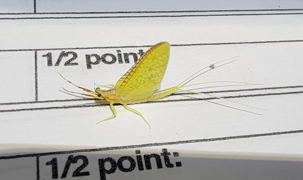 Potamanthus formosus from Daisen, JP-TT, JP on August 24, 2023 at 09:26 ...