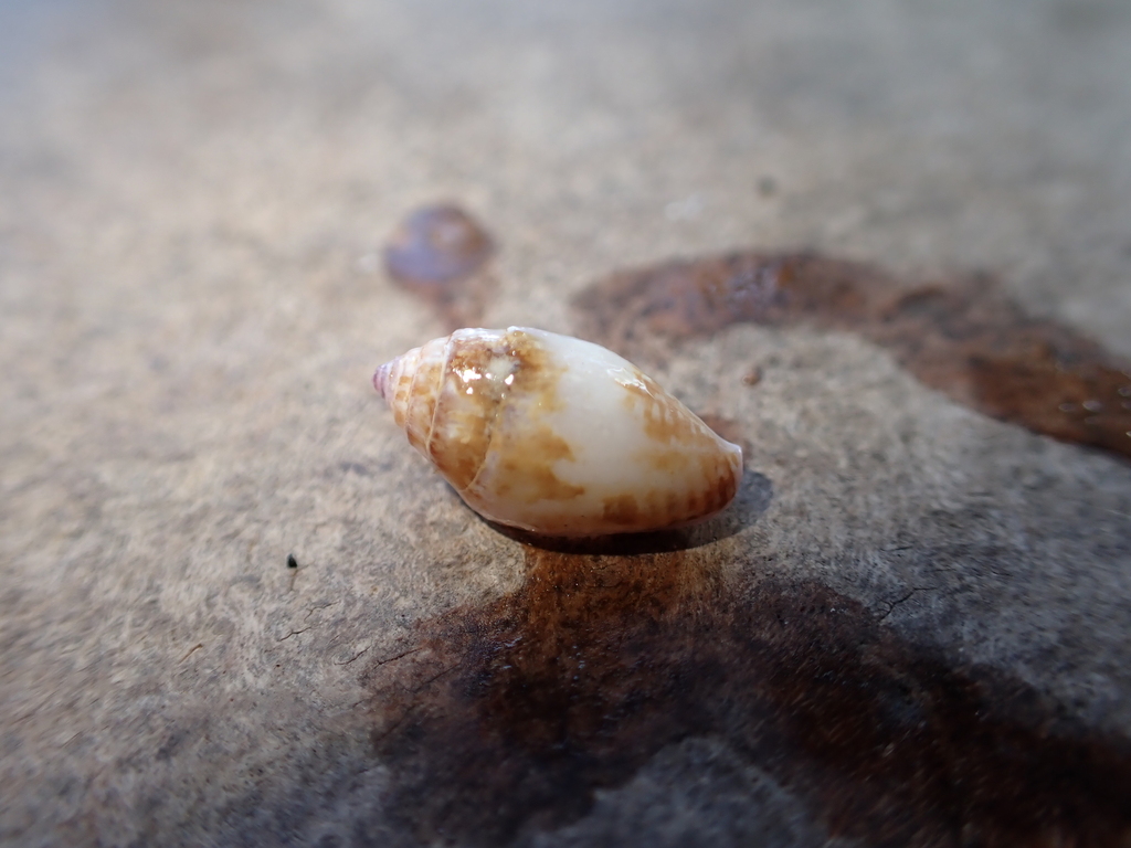 Pyrene punctata from Tulamben, Kubu, Karangasem Regency, Bali ...
