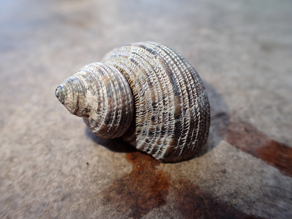 Turbo Snails from Tulamben, Kubu, Karangasem Regency, Bali, Indonesia ...