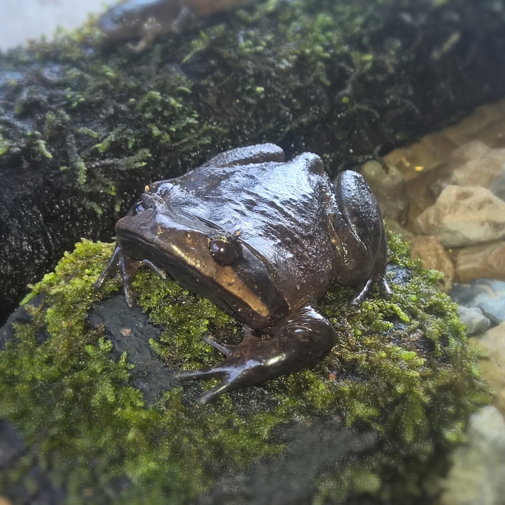 Fea's short-legged toad from 中国云南省临沧市沧源佤族自治县 on May 7, 2016 at 05:02 PM ...