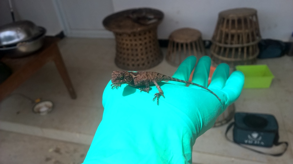 Acanthosaura rubrilabris from 中国云南省临沧市沧源佤族自治县 on August 4, 2016 at 02: ...